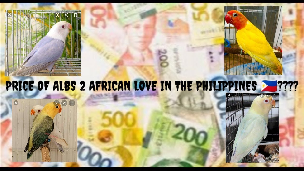 PRICE OF ALBS 2 AFRICAN LOVE BIRDS NGAYONG BER MONTHS |LATEST PRICE PO ...