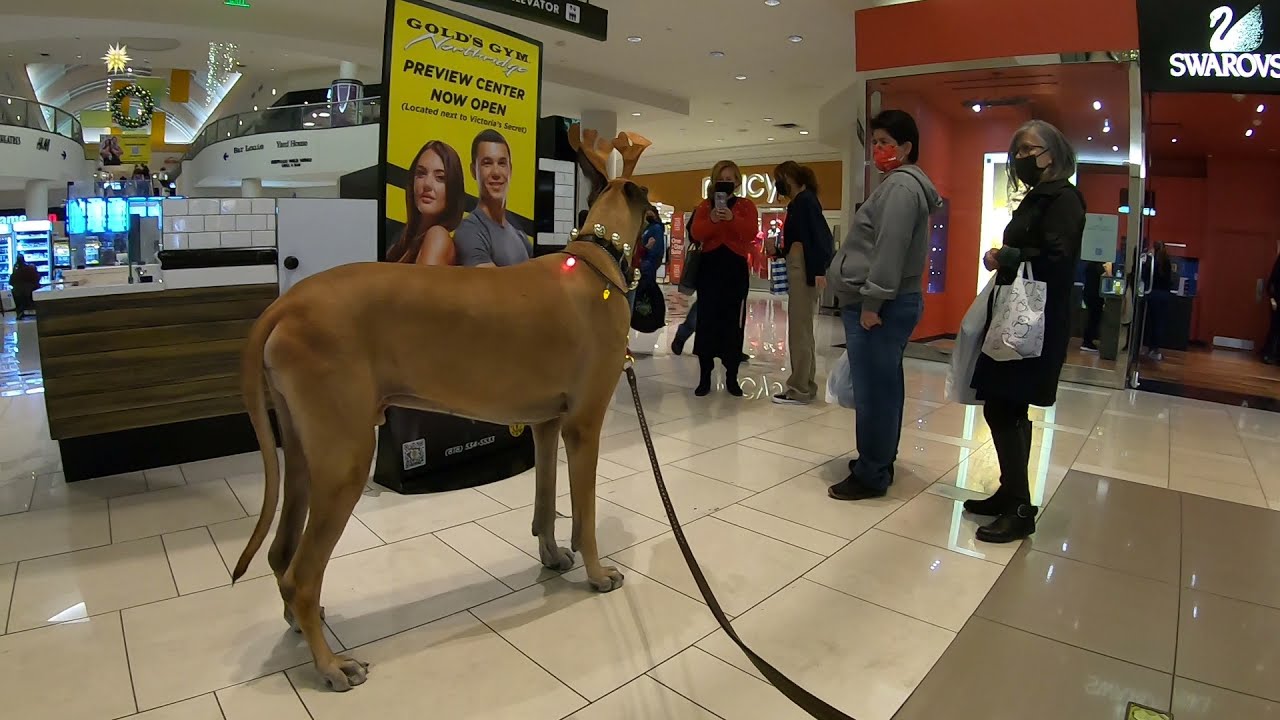 Cash 2.0 Great Dane-deer at the mall 1 - YouTube