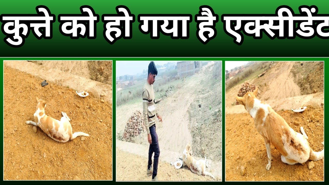 कुत्ते को हो गया है बहुत बड़ा एक्सीडेंट Good vlogs - YouTube
