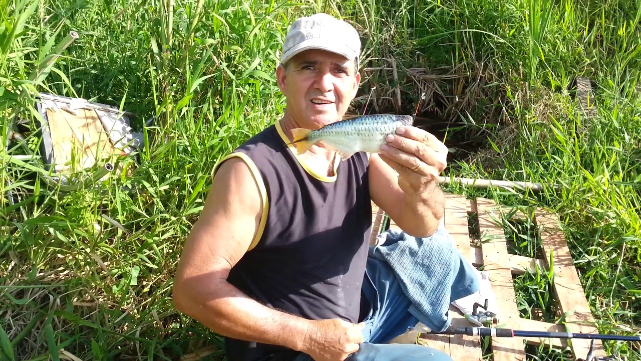 Pescador de piramboia - YouTube