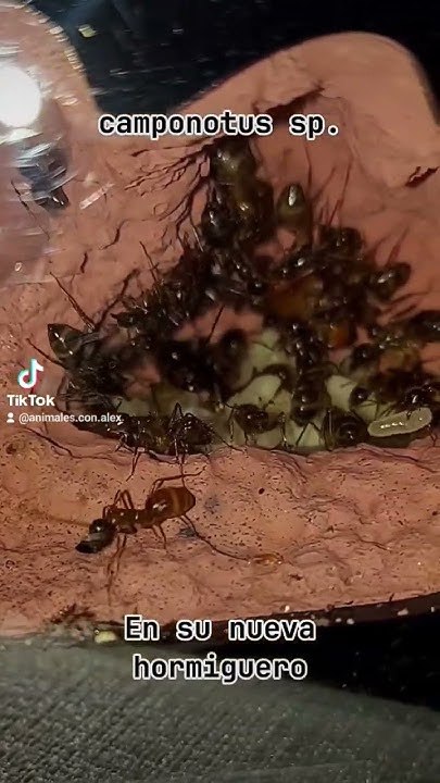 camponotus en su nuevo hormiguero #ants #insectos #hormigas #mirmecologia - YouTube