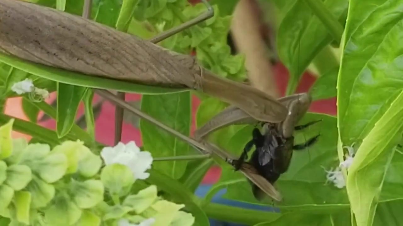 Praying Mantis vs. Bumblebee - YouTube