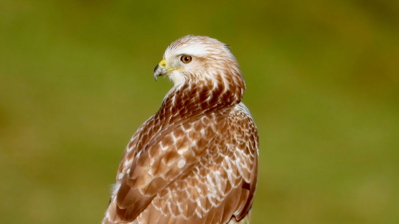 Pale Morph Buzzard 4K - YouTube