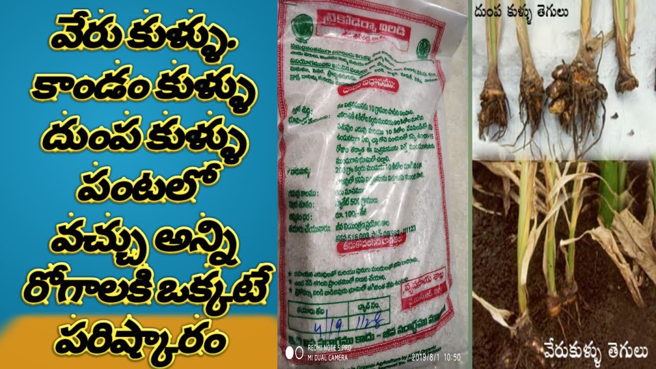 Trichoderma Viride Introduction And detailsIn Telugu| ట్రైకోడర్మ పూర్తి ...