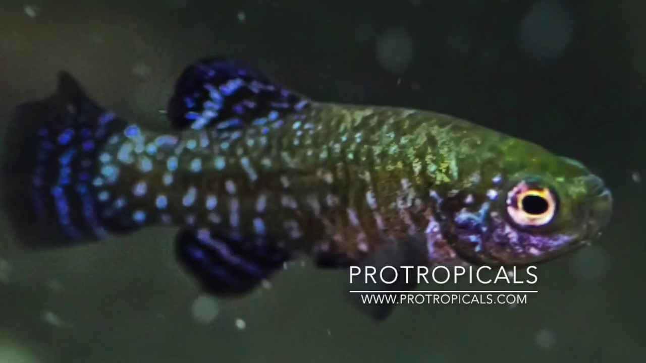 Killifish / Aphanius mento / How to Hatch & Breed - YouTube