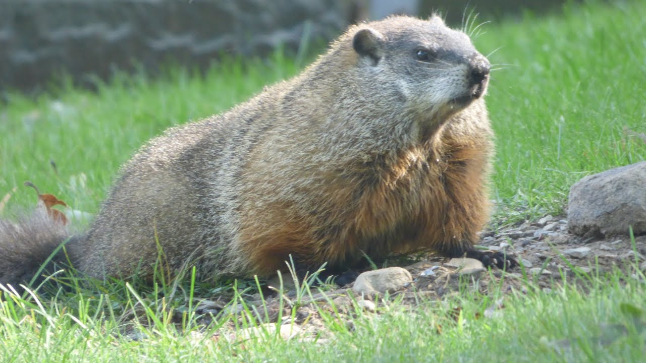Groundhog - over a minute of a woodchuck or whistle pig #wildlife # ...