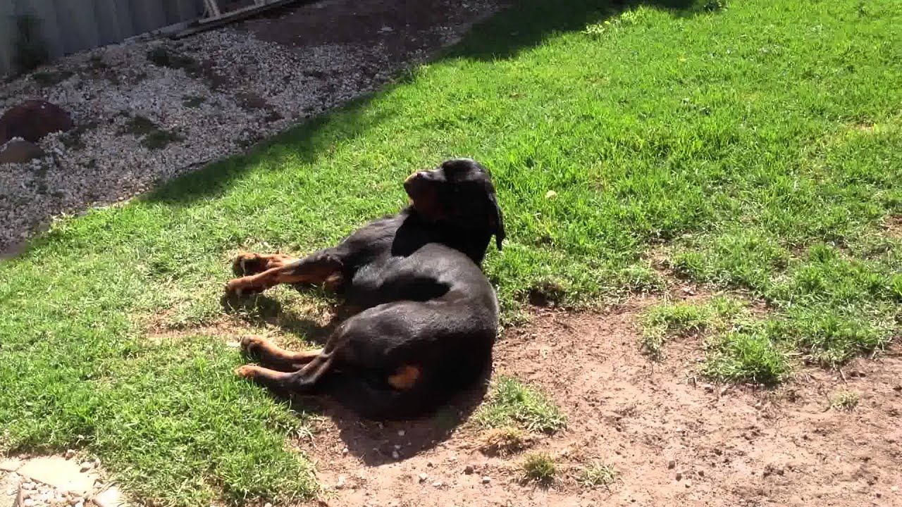 Big Rottweiler dog enjoying afternoon snooze and sunbathe - YouTube