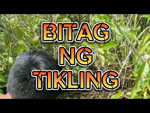 Butag ng tikling - YouTube
