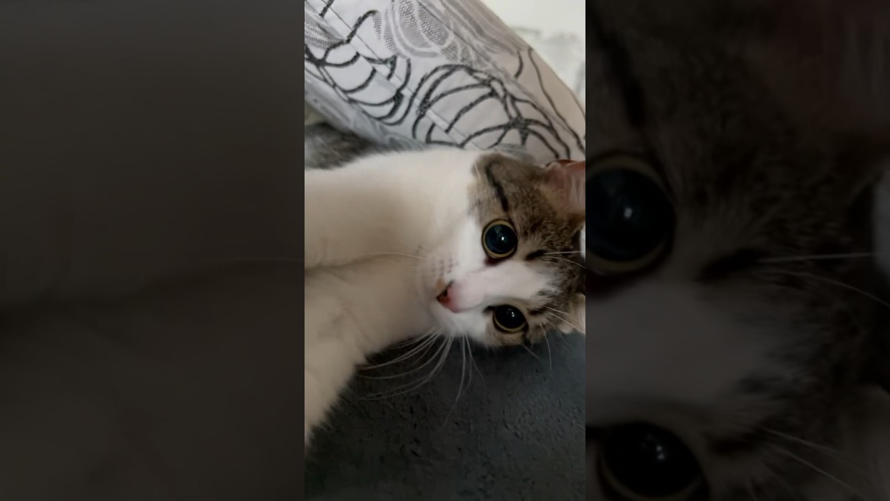 Never saw a fastest cat like Shushy 😀 #catlife - YouTube