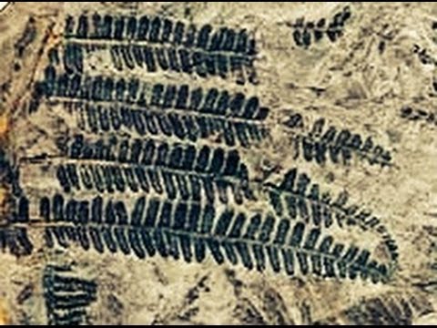 Digging 300 Million Yr. Old Carboniferous Fossils in R.I. DigFellas ...