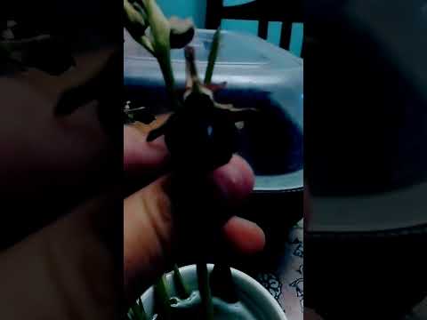 dostlar xari bulbul tapmisam