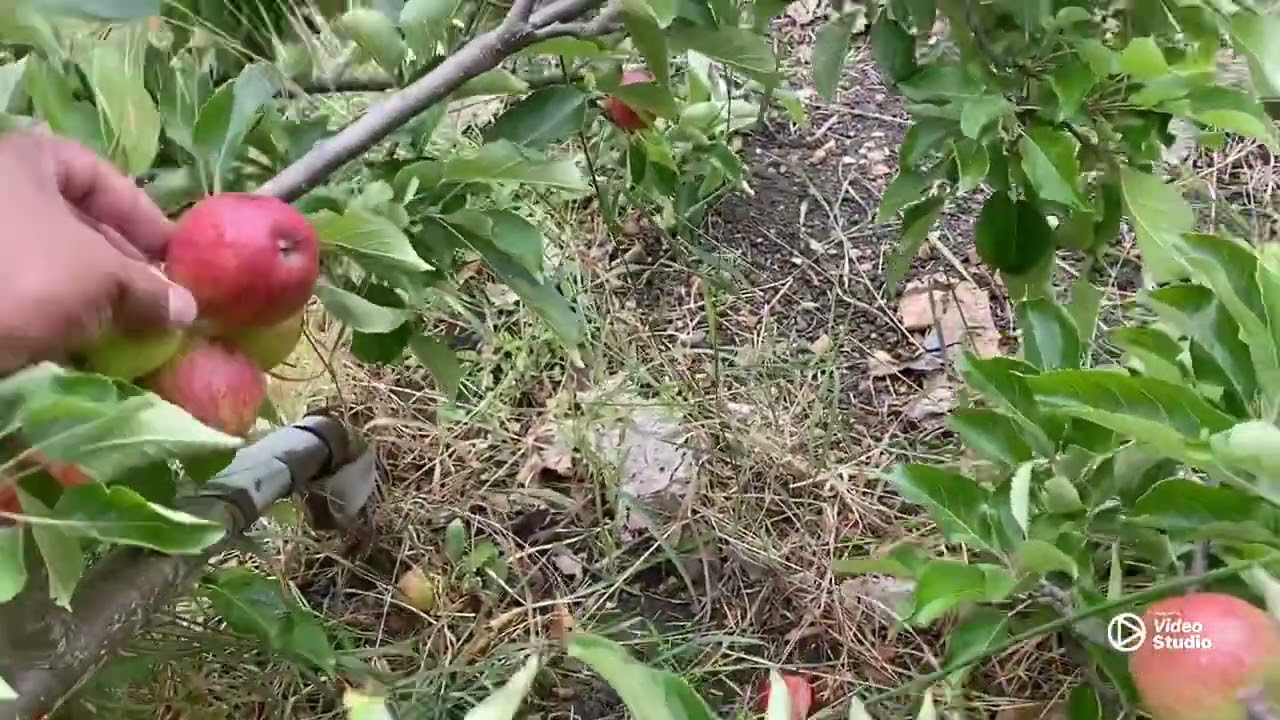 Fruits episode 2 - YouTube