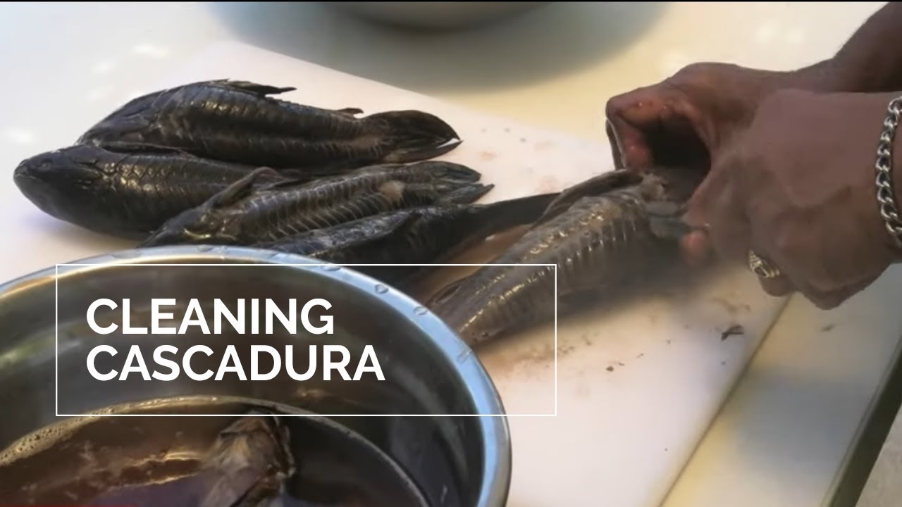 CLEANING CASCADURA FISH- CLEANING HASSAR - YouTube