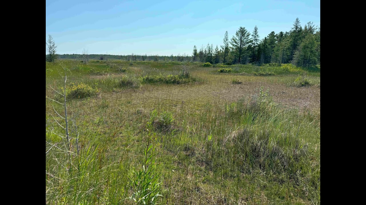 Mondays with Martha #225 - Rare Michigan Wetlands: Coastal Fen - YouTube