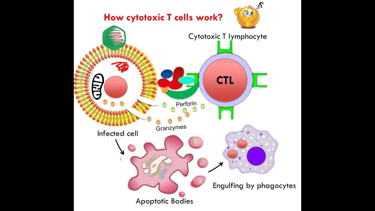 Lecture 7. Function of cytotoxic T cells - YouTube