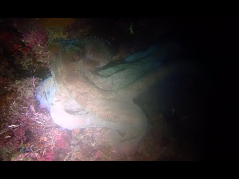 Happy diving with Octopuses and Lobsters in Sapzurro, Colombia - YouTube