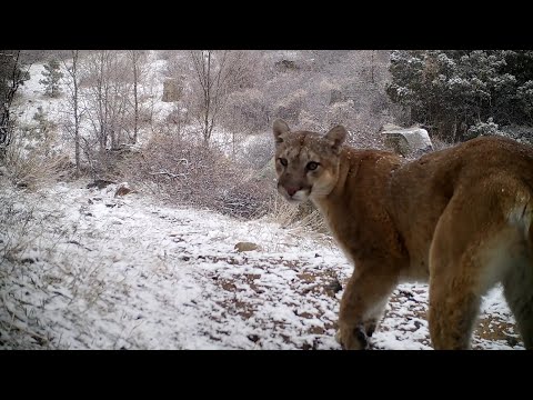 Snowflakes on Mountain Lion's Tail