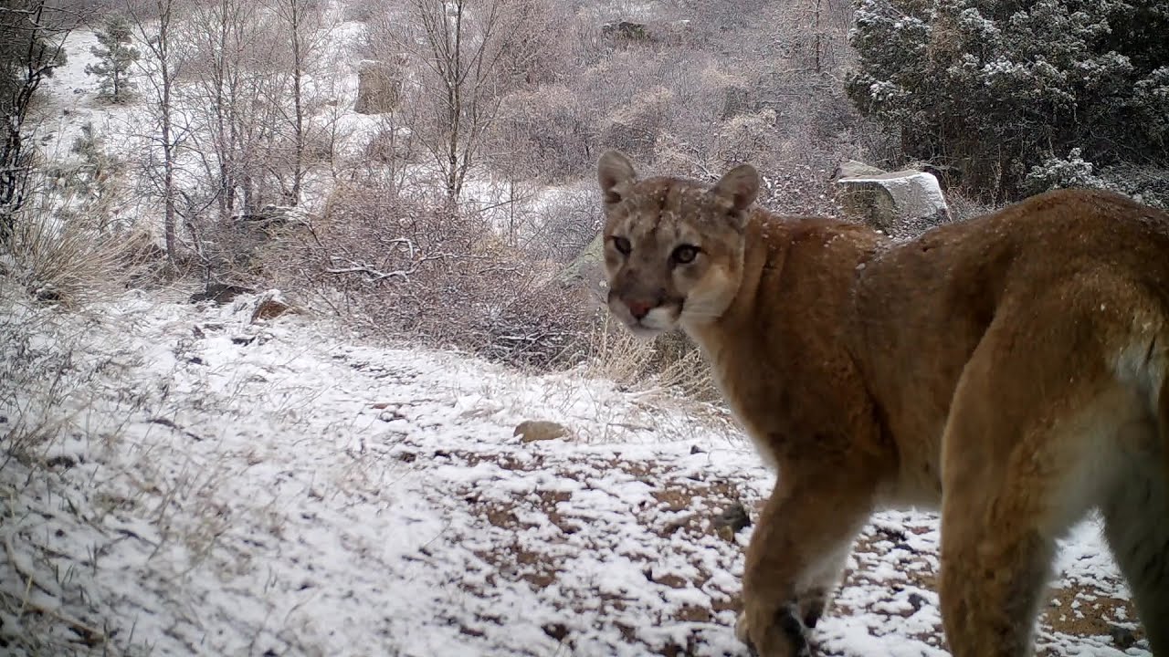 Snowflakes on Mountain Lion's Tail - YouTube