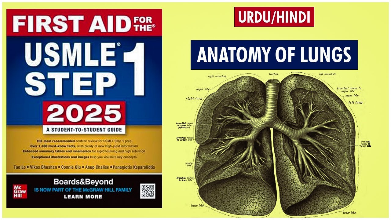 Lecture 03: Respiratory Anatomy, NRDS | Anatomy of Lungs | RESPIRATORY ...