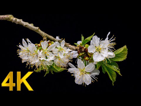 10 Minutes | Meditation Music + Beautiful 4k Blooming Flowers Visual