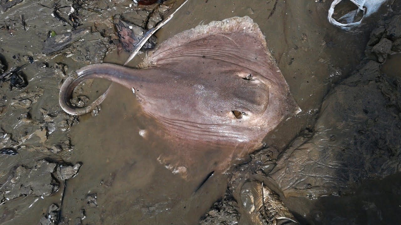 Found a Huge Stingray on The Mud Beach After The Sea Receded - YouTube