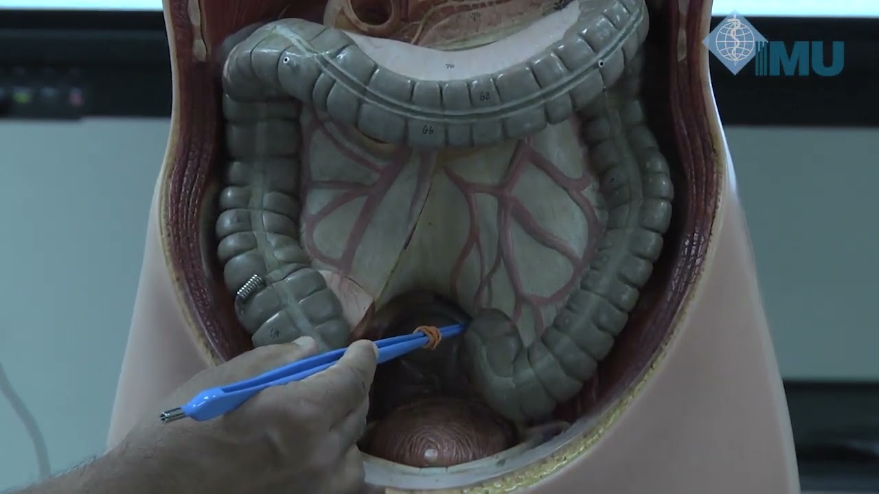 Anatomy of greater omentum, transverse mesocolon Supra and Infracolic ...