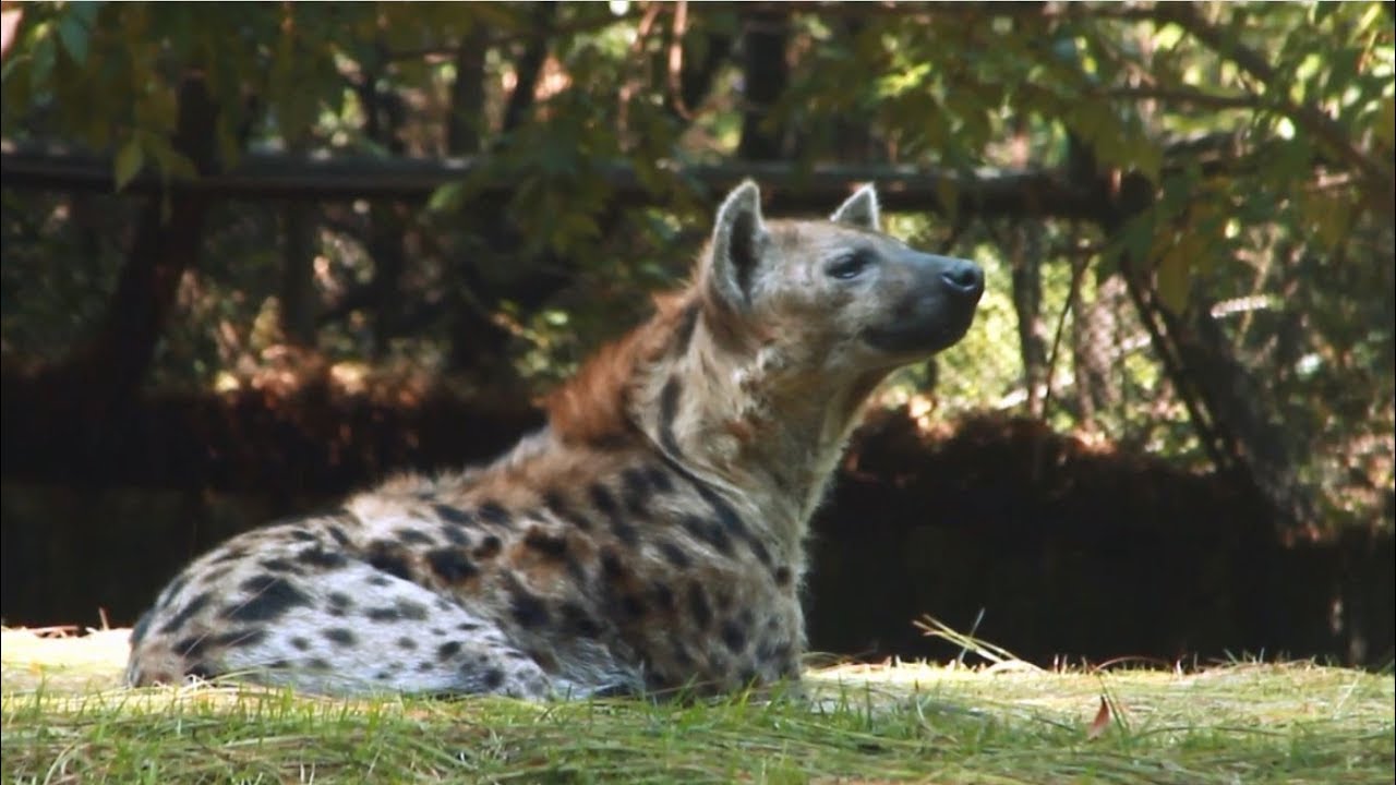 Primer nacimiento de hienas moteadas en el Zoológico de Chapultepec ...