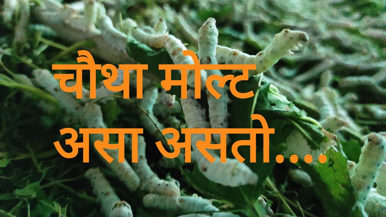 Reshim udyog..|4th molt..|चौथा मोल्ट...| Reshim Sheti Mahiti marathi ...