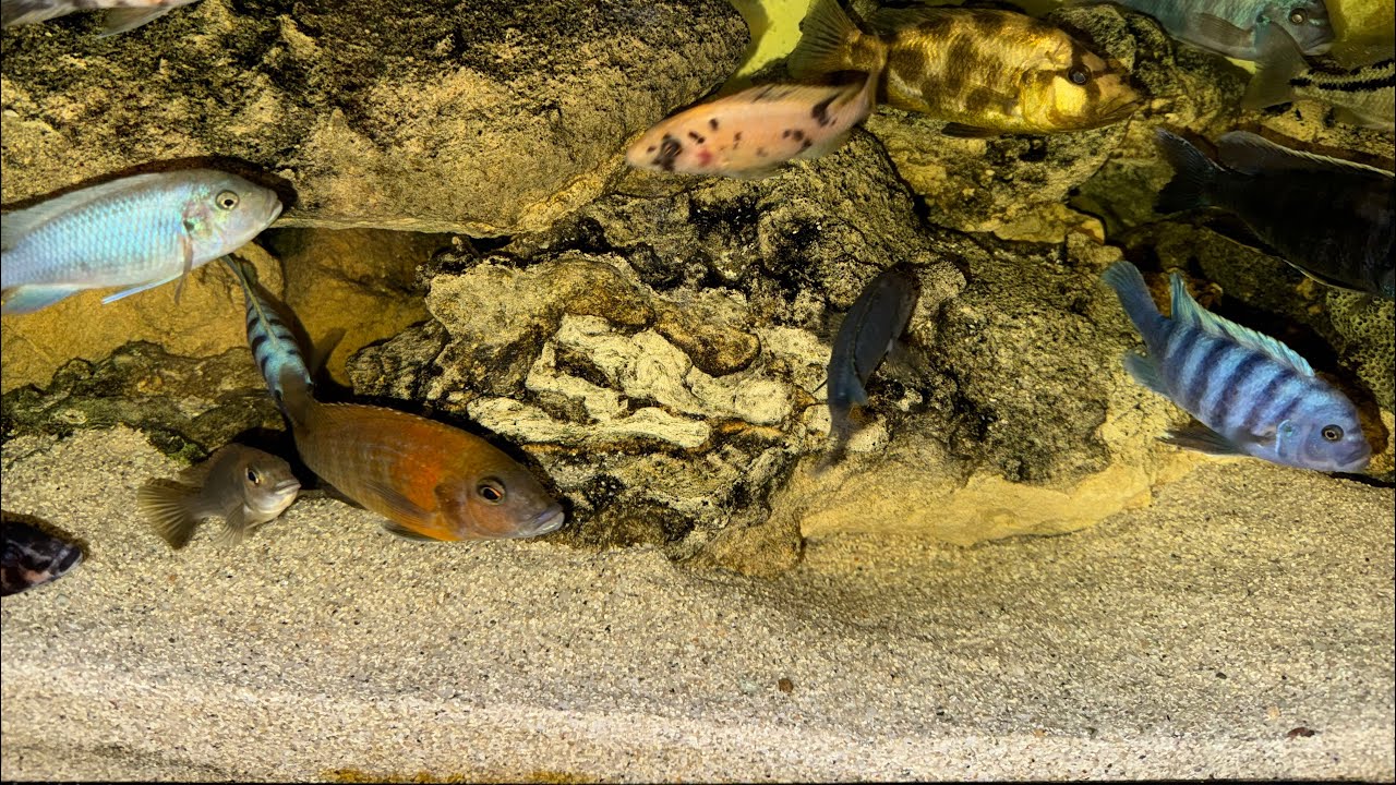 Algae Bloom In Fish Tank with African Cichlids - YouTube
