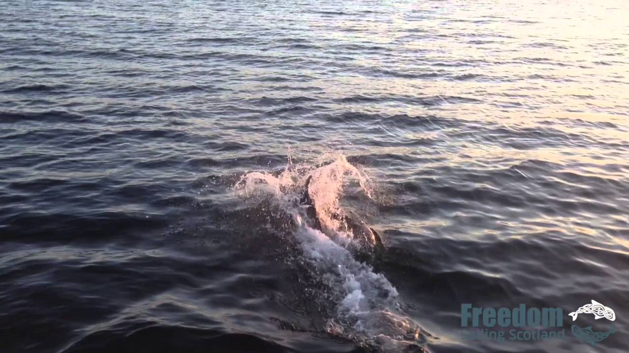 Dolphins at the Clyde Sea Sill MPA - YouTube