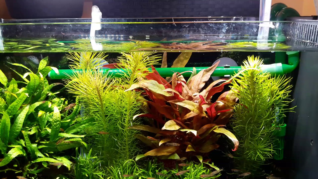 Fluval spec 19 liter aquarium - YouTube
