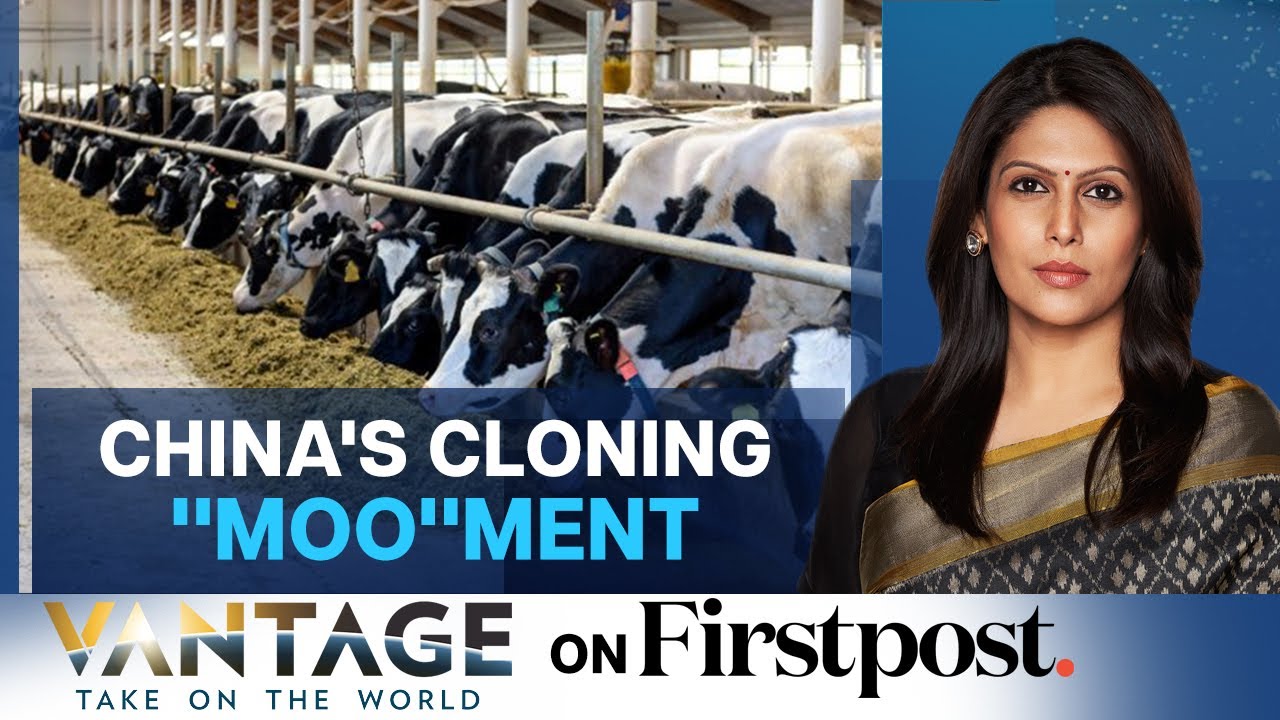 China Creates "Super Cows" | Cloning in China | Vantage with Palki ...