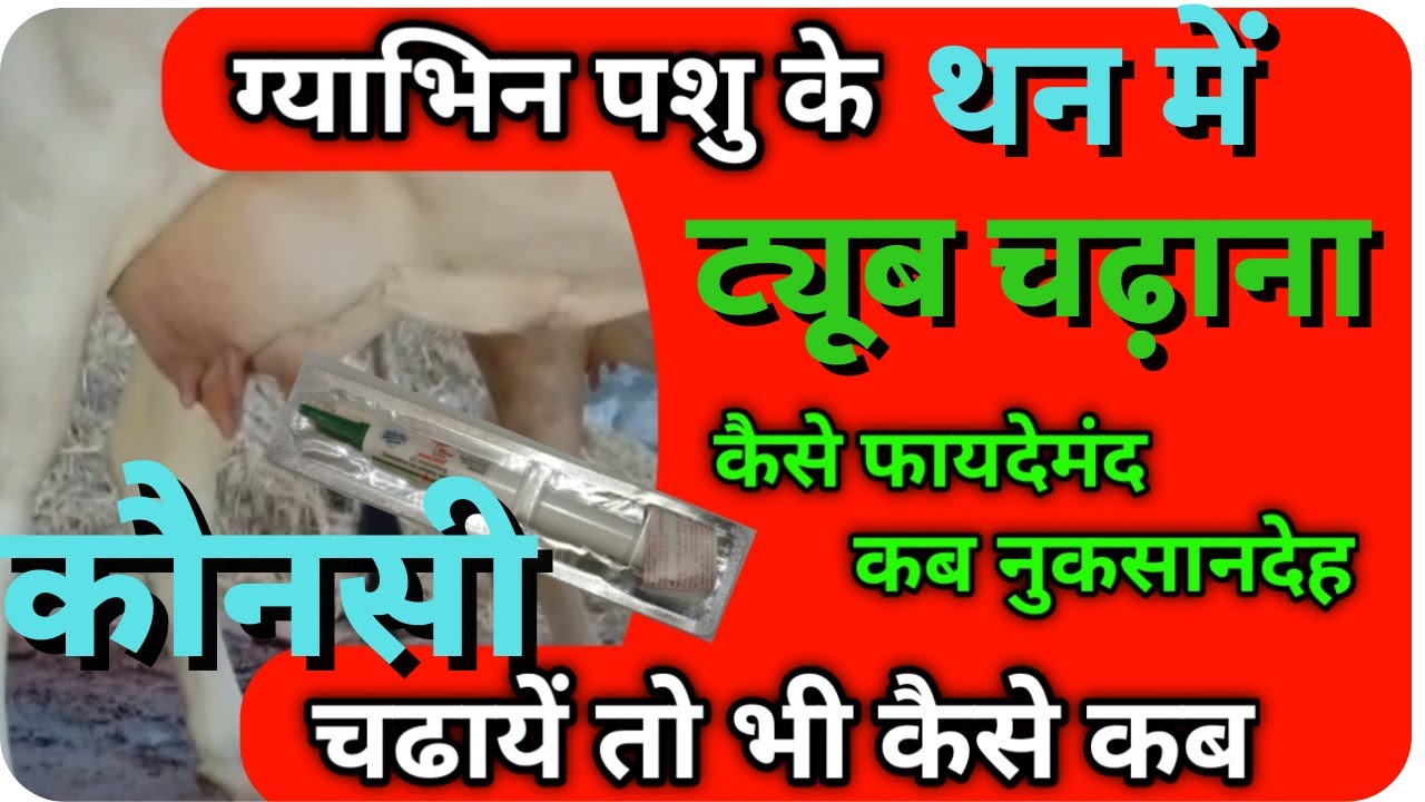 Mastiwok uses Intramammary Infusion for Mastitis Ramawat - YouTube