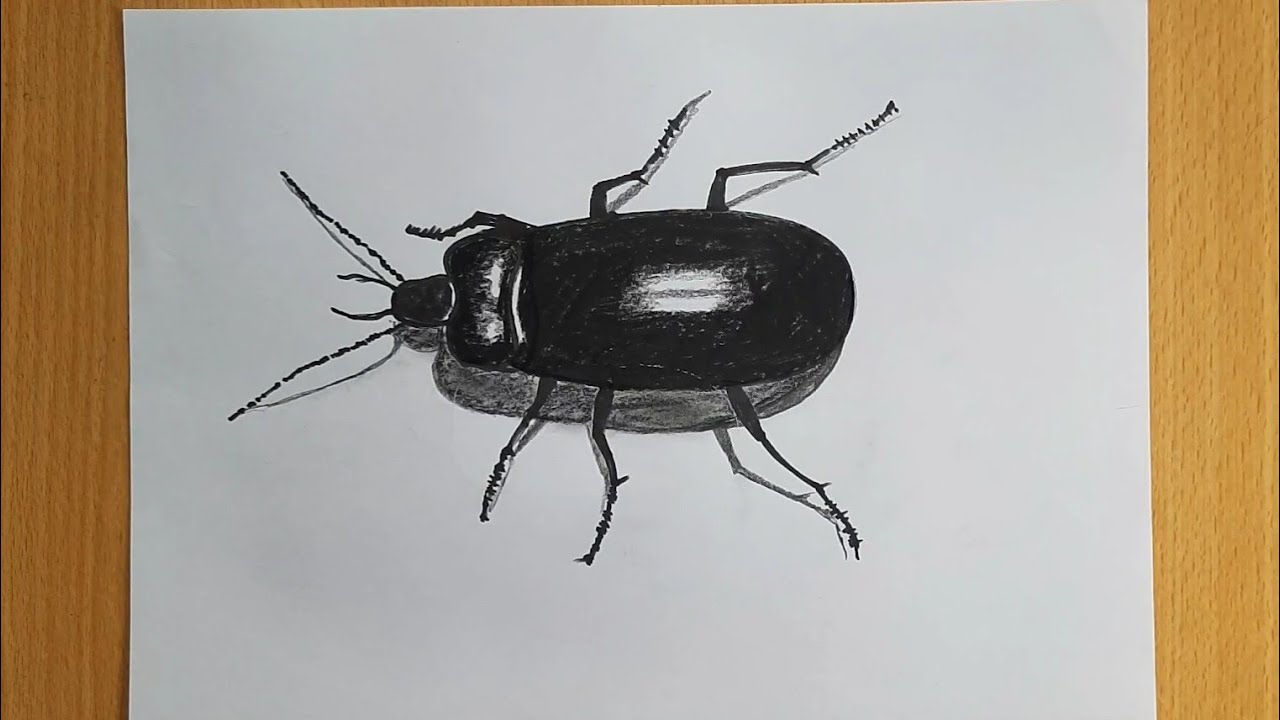 How to Draw a Beetle With Pencil in 3D - Insect - YouTube