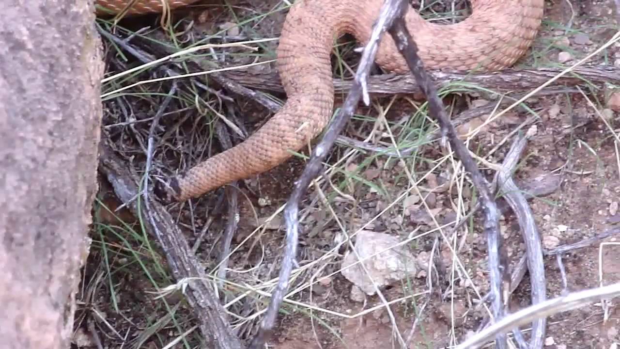 Pink rattlesnake down in Grand Canyon - YouTube
