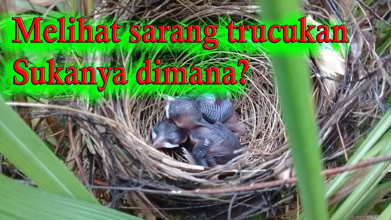 mencari anak terucukan edisi ke 2 - YouTube