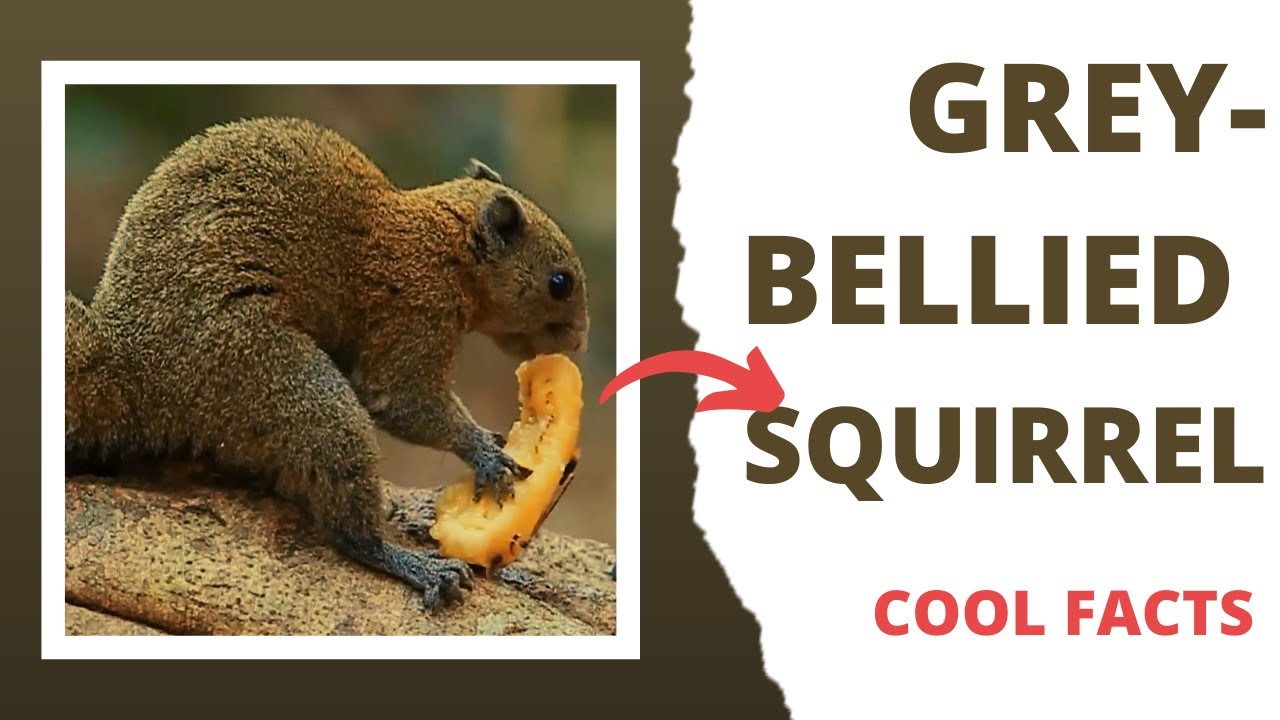grey-bellied squirrel facts 🐿 found in Malaysia, Thailand, southern ...