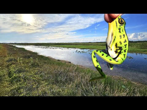 How to Fish Lily Pads with a Frog Lure for Largemouth Bass! - YouTube