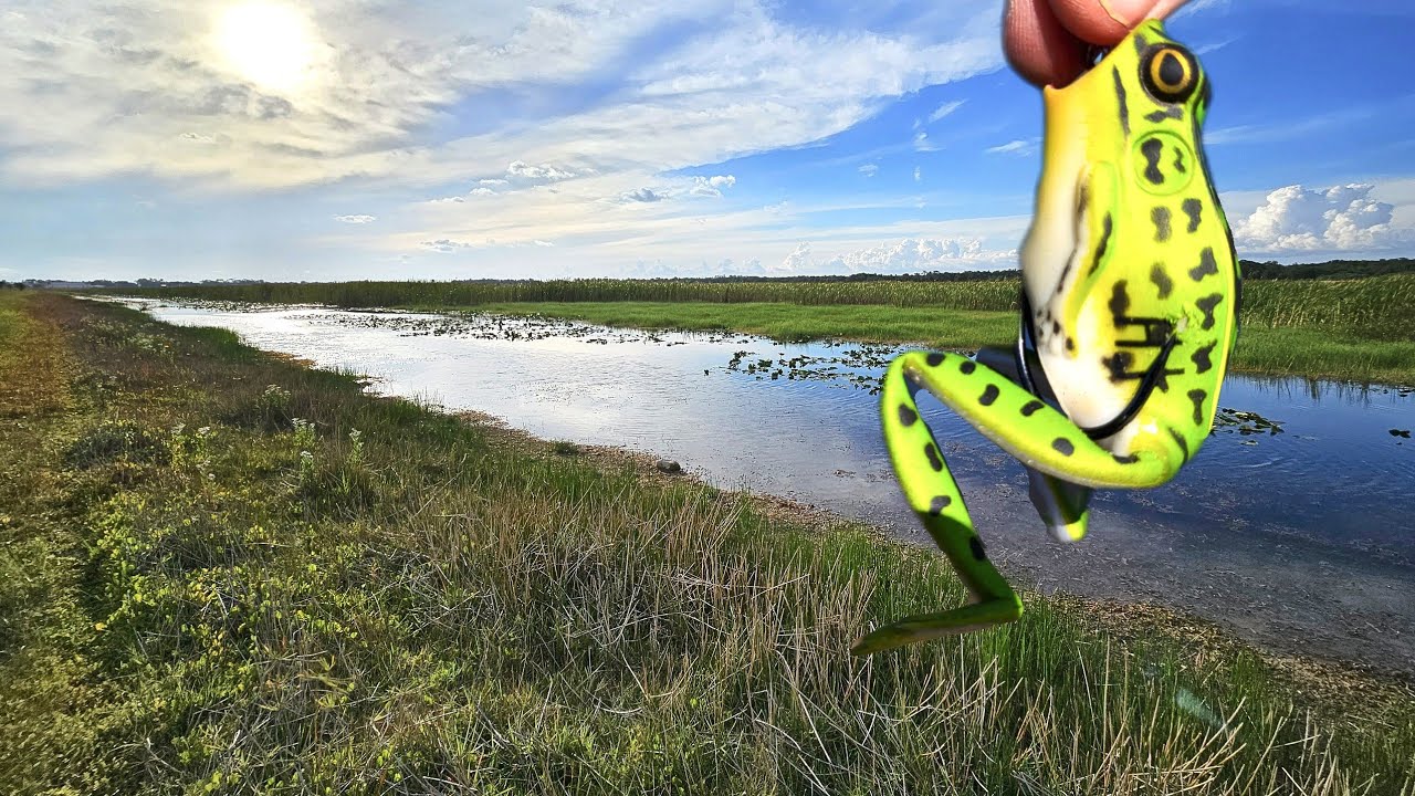 How to Fish Lily Pads with a Frog Lure for Largemouth Bass! - YouTube