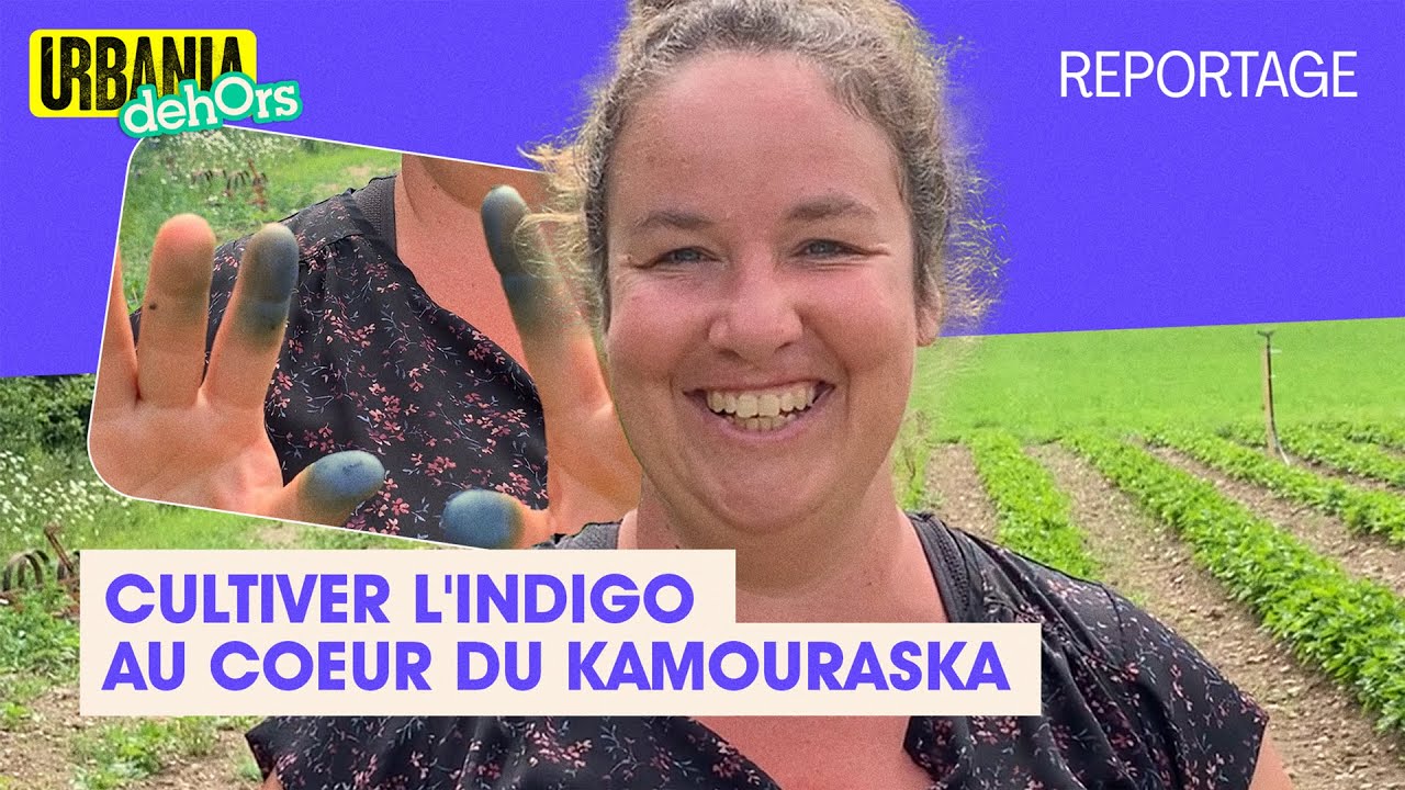 Cultiver l'indigo au coeur du Kamouraska | Reportage terrain - YouTube