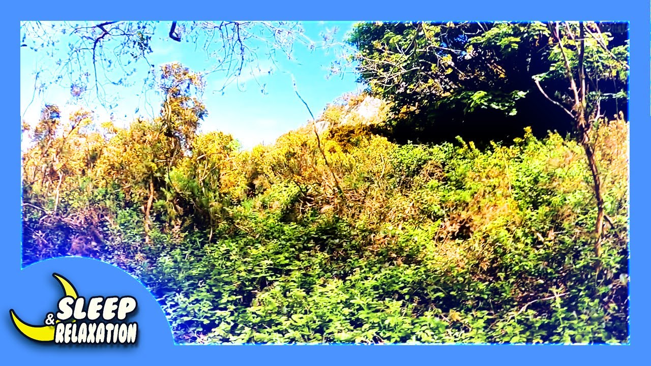 The sun is high and life is thriving (Nature Visualizer) - YouTube