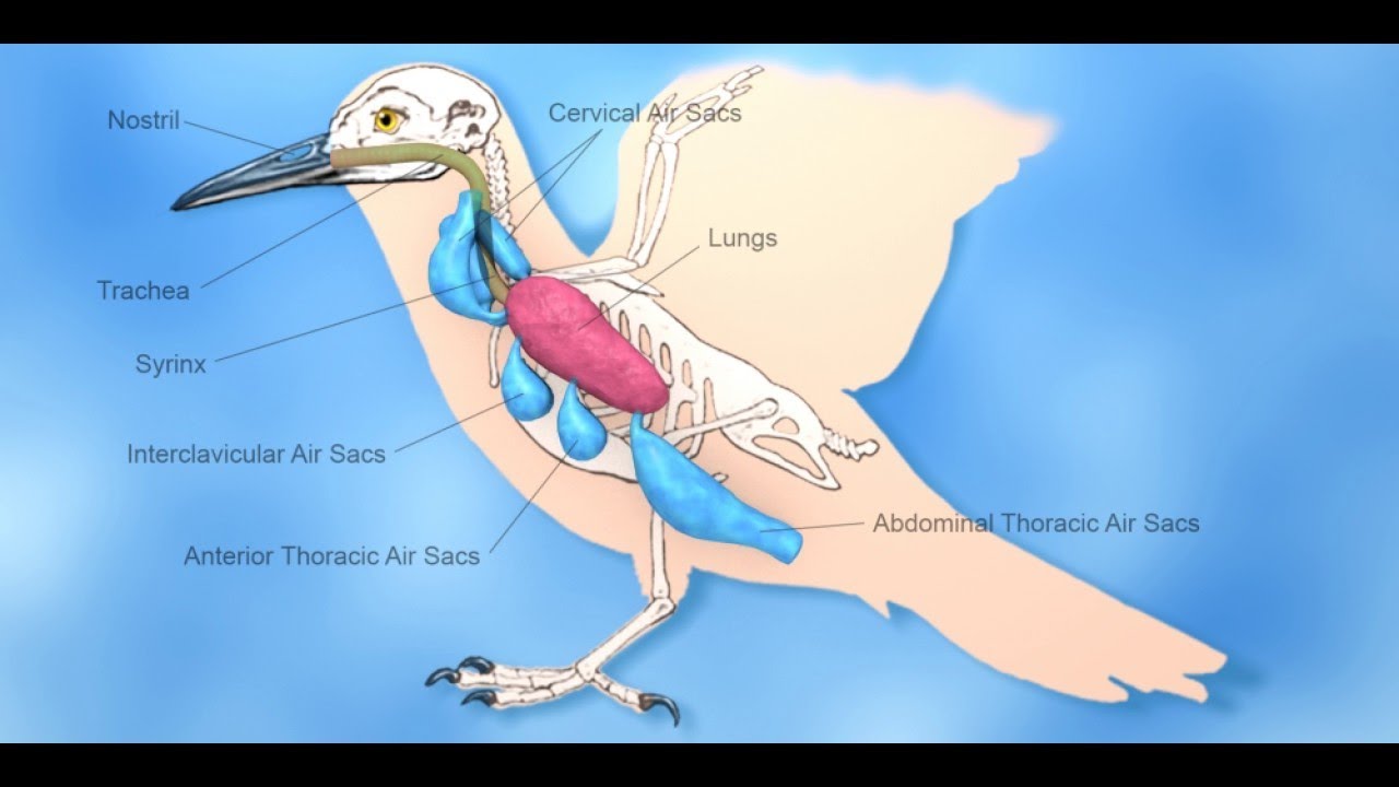 avian respiratory system - YouTube