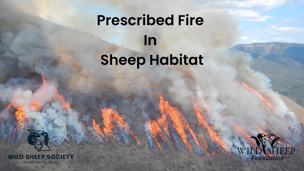 Prescribed FIRE in Sheep Habitat in Northern B.C - YouTube
