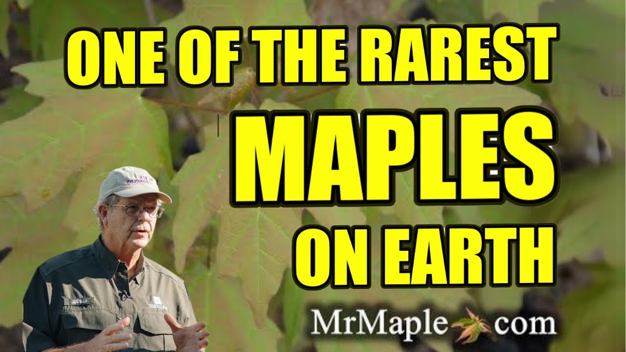 Acer skutchii | Mexican Cloud Forest Sugar Maple | Dr. David Creech ...