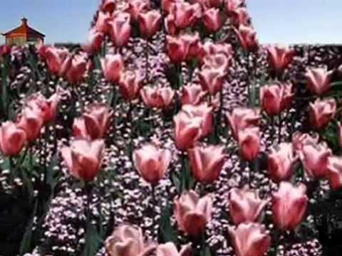 Romantik klip - Танчуй со мной