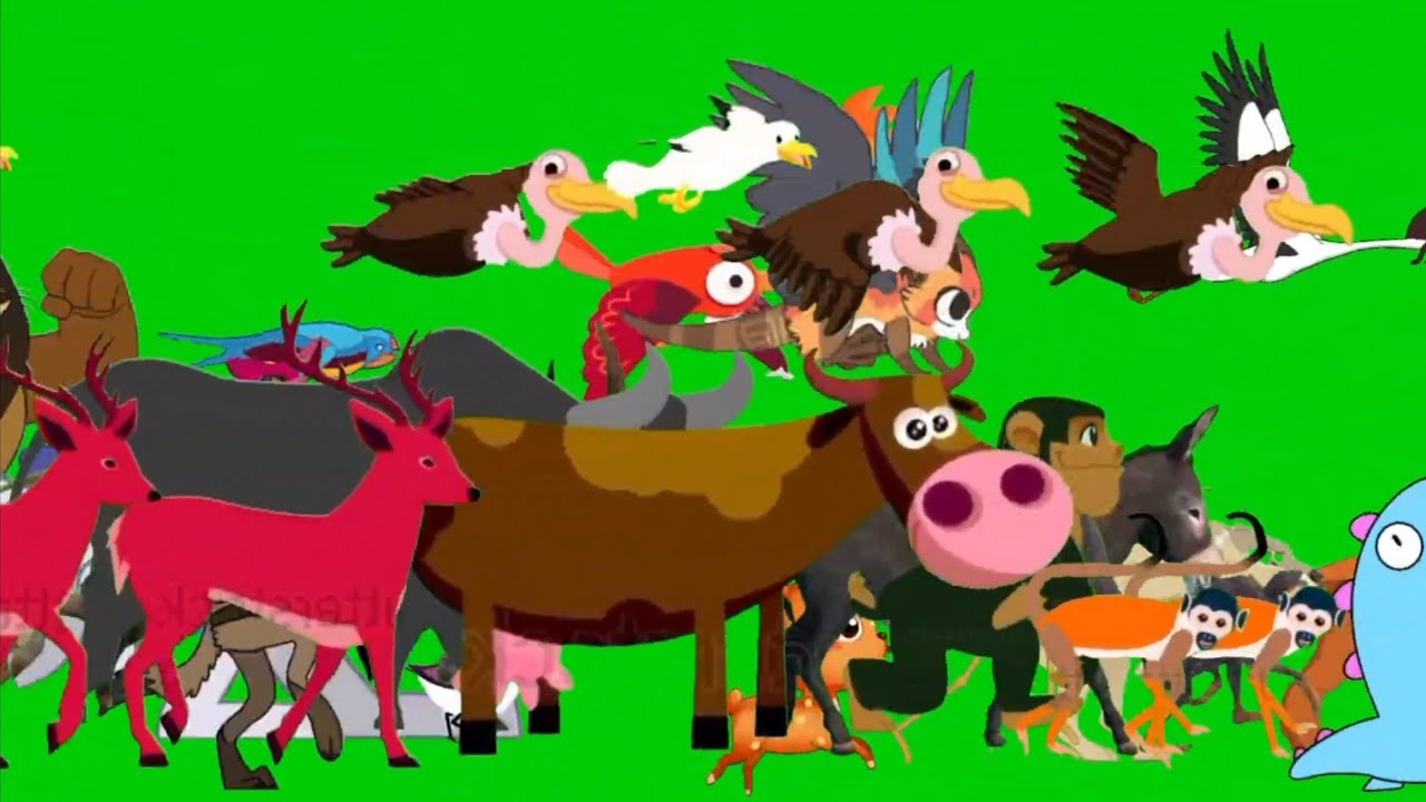 Bear, Camel, Elephant, Hippo, Horse, Cow, Tiger Animals Green Screen ...