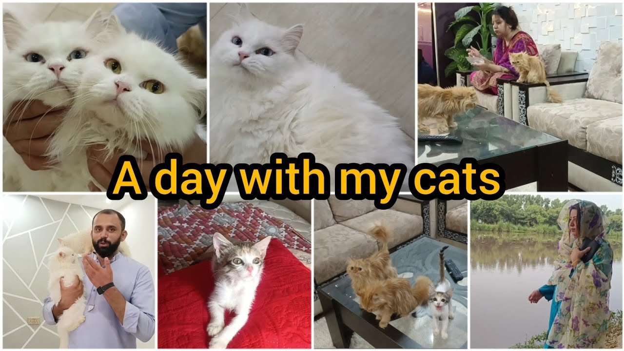 A day with my Cats - my Cat's daily routine - the cats planet - YouTube