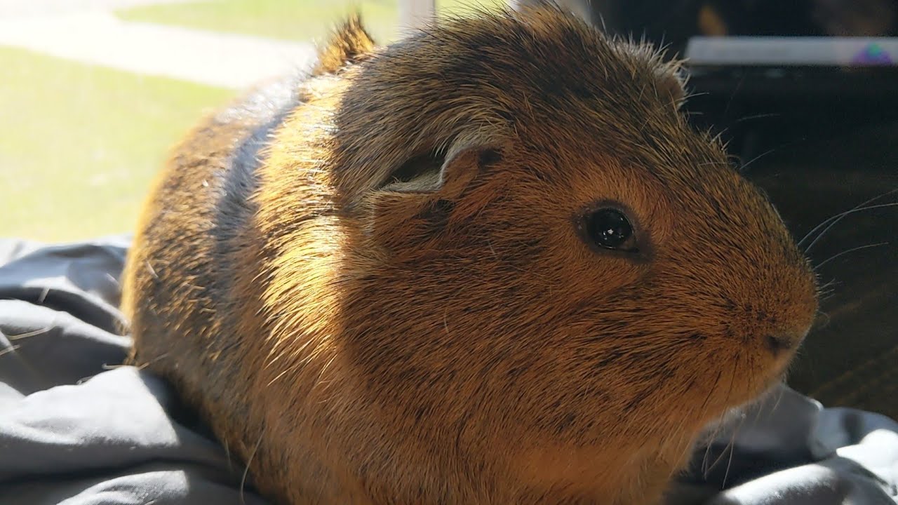Turning Capybara Into A Baked Potato - YouTube