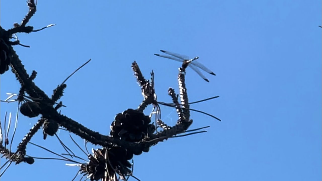 2023년 8월 15일 7 dragonfly, nature sounds - YouTube