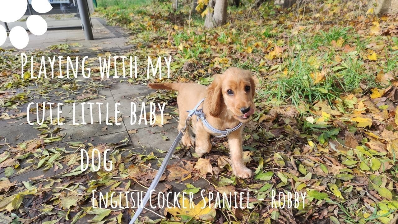 Shell game with English Cocker Spaniel - Robby 🐕🐾 - YouTube